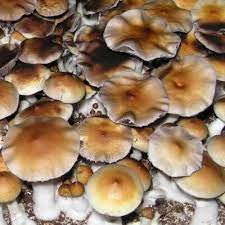 Spore Syringe Vs. Liquid Culture – MASS Hydroponics