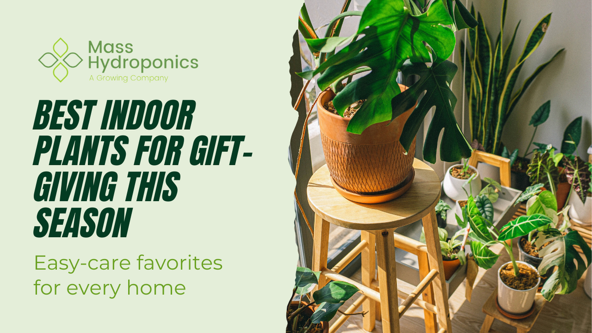 Best Indoor Plants for Gift-Giving This Season – MASS Hydroponics
