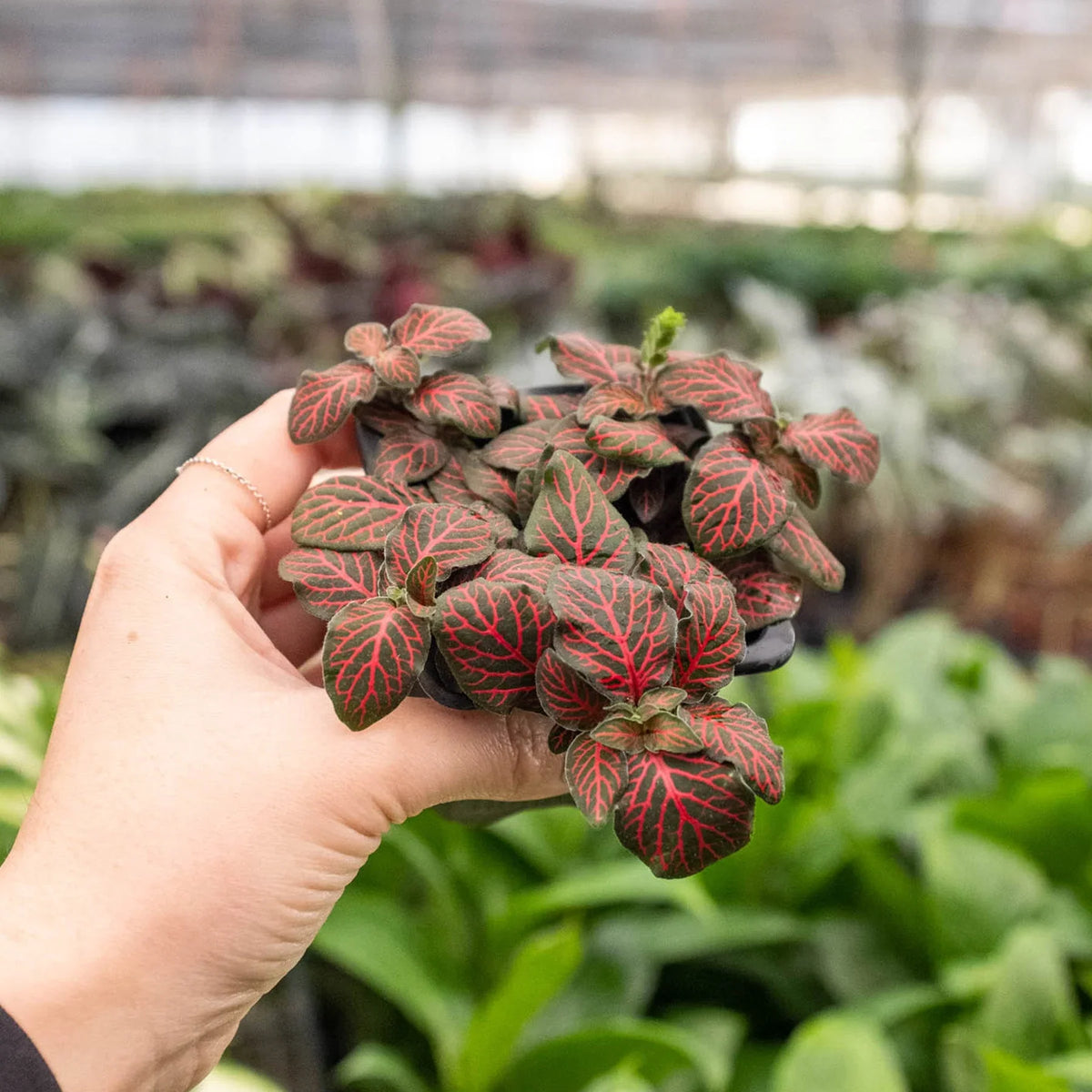 Fittonia 'Red' – MASS Hydroponics