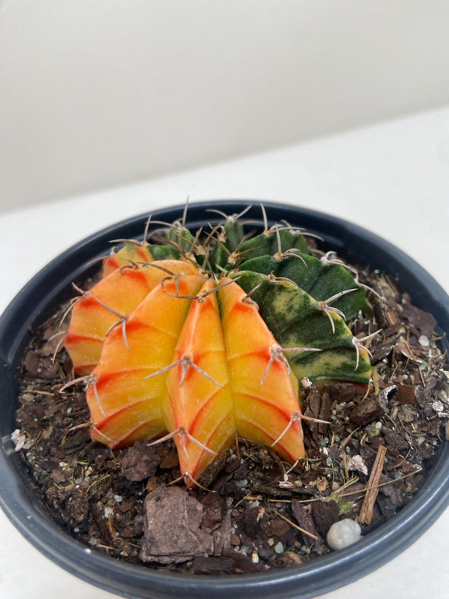 Succulent Cactus Color Ball – MASS Hydroponics