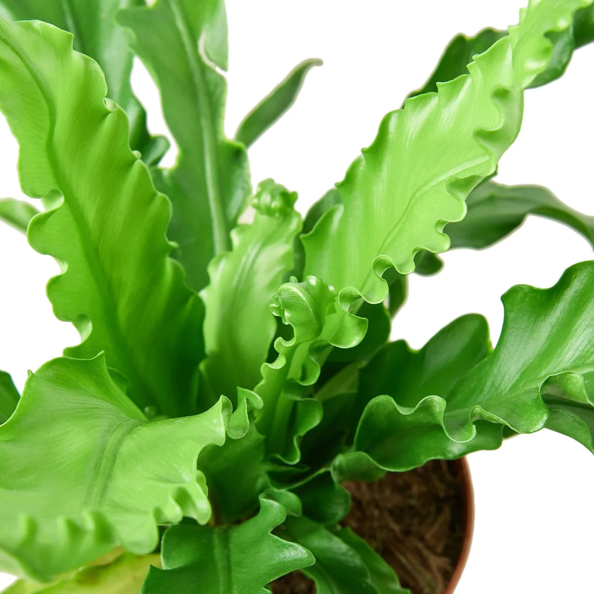 Bird’s Nest 'Victoria' Fern – MASS Hydroponics