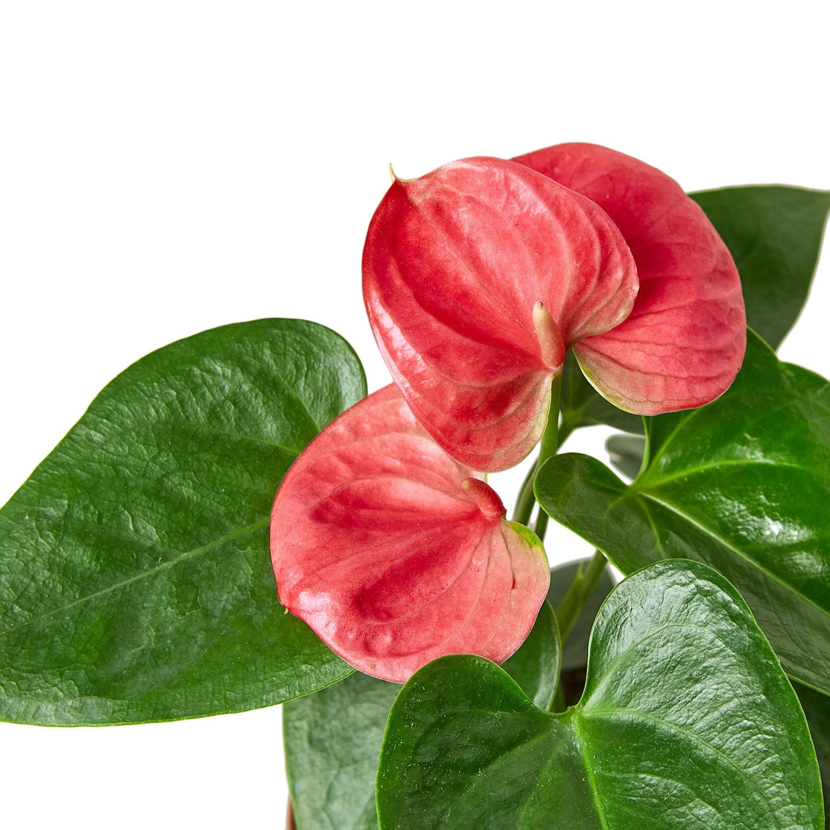 Anthurium 'Pink' – MASS Hydroponics