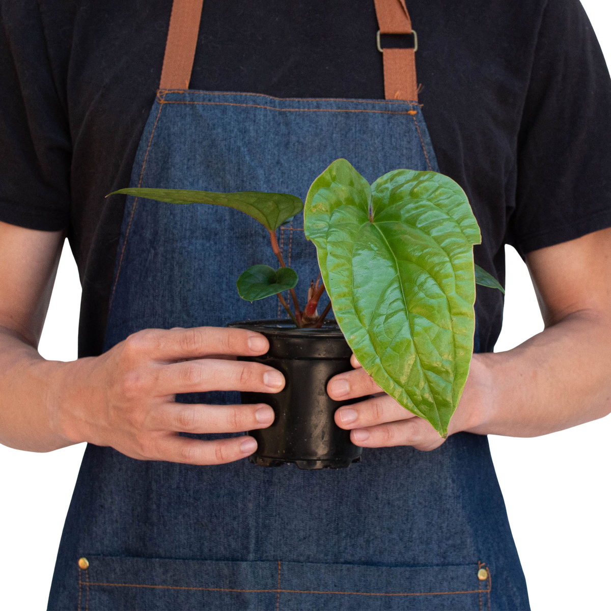 Anthurium 'Radicans x Luxurians' – MASS Hydroponics