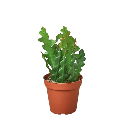 Epiphyllum 'Ric Rac' Cactus – MASS Hydroponics