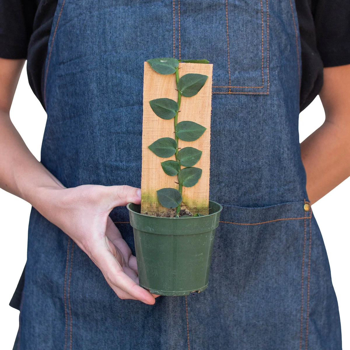 Rhaphidophora 'Hayi' (Shingle Plant) – MASS Hydroponics