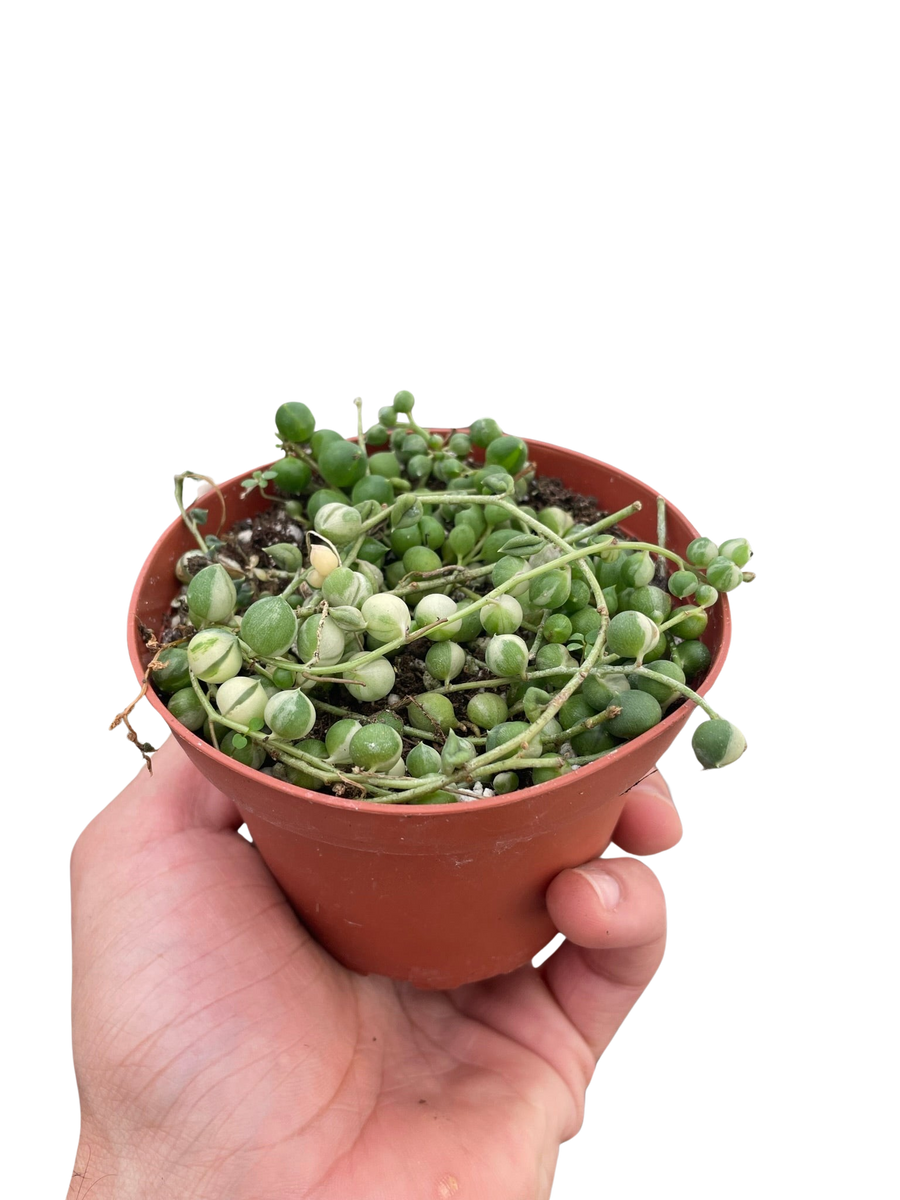 Succulent 'String of Pearls' Variegated – MASS Hydroponics