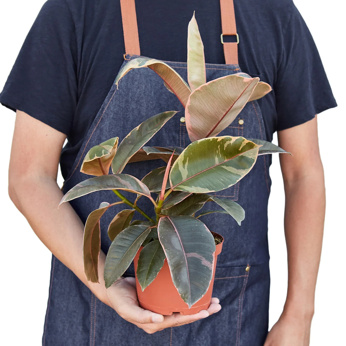 Ficus Elastica 'Ruby Pink' – MASS Hydroponics