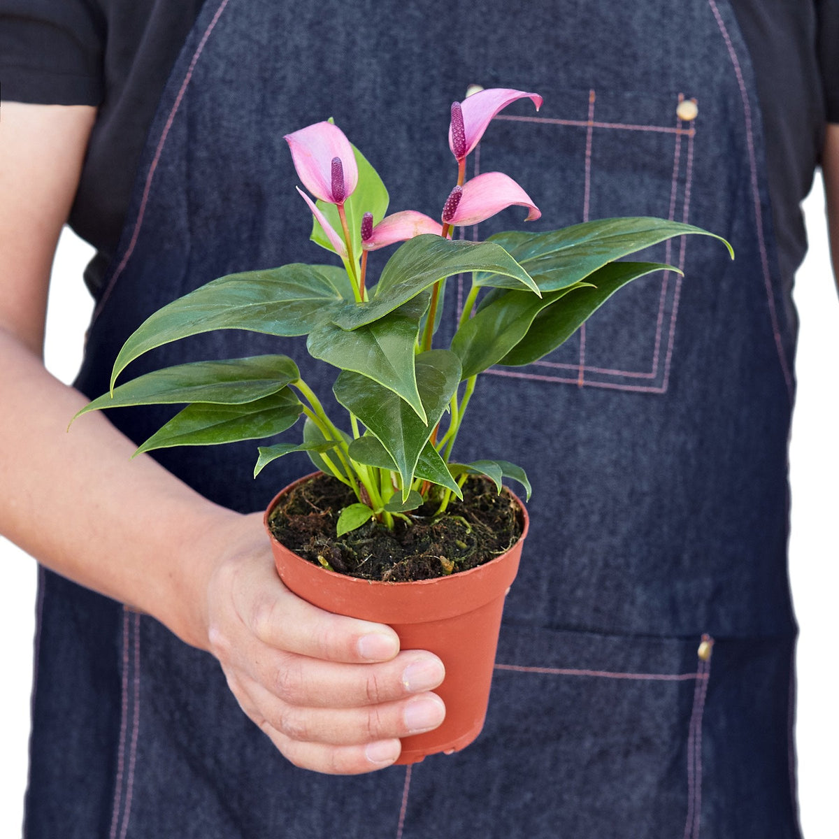 Anthurium 'Purple' – MASS Hydroponics