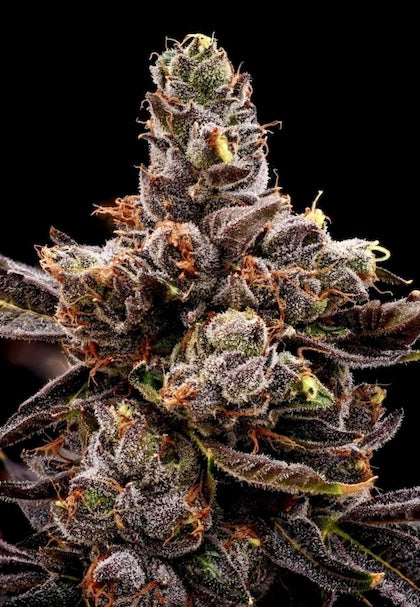 Bolo Runtz Clone – MASS Hydroponics