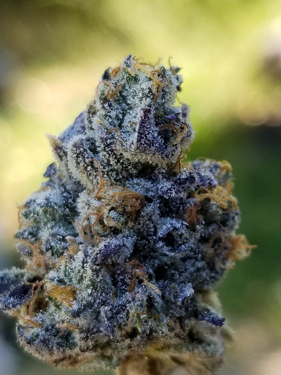 Hawaiian Snow Cone Clone – MASS Hydroponics