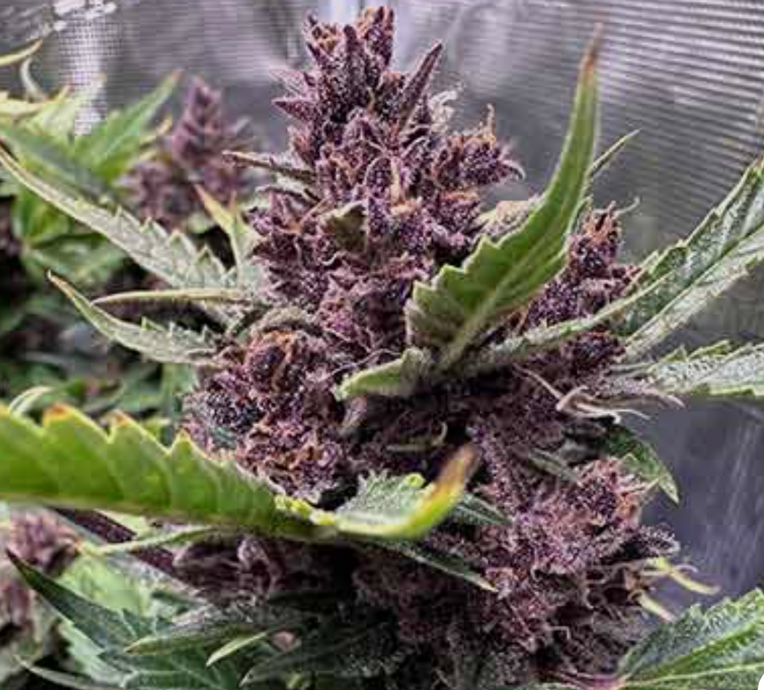 Purple Haze Clone – MASS Hydroponics