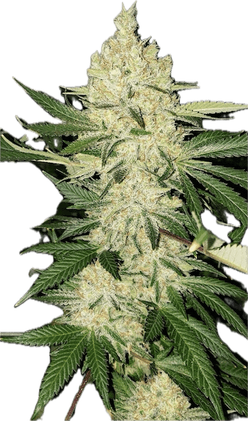 Super Lemon Haze Clone – MASS Hydroponics