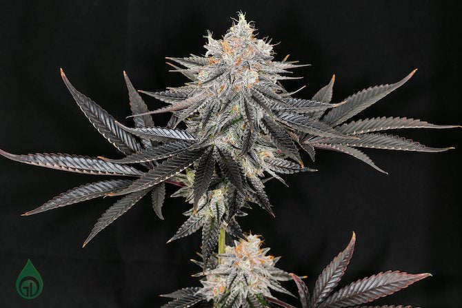 Ztopia Clone – MASS Hydroponics