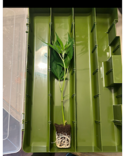 Blueberry Clone – MASS Hydroponics