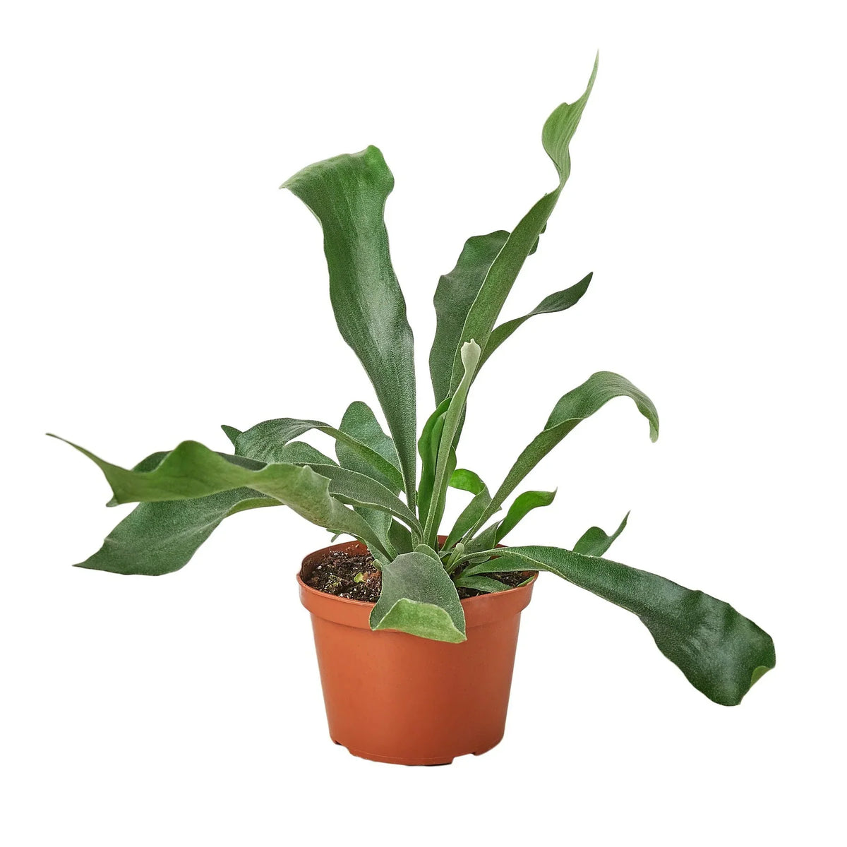 Staghorn Fern – MASS Hydroponics