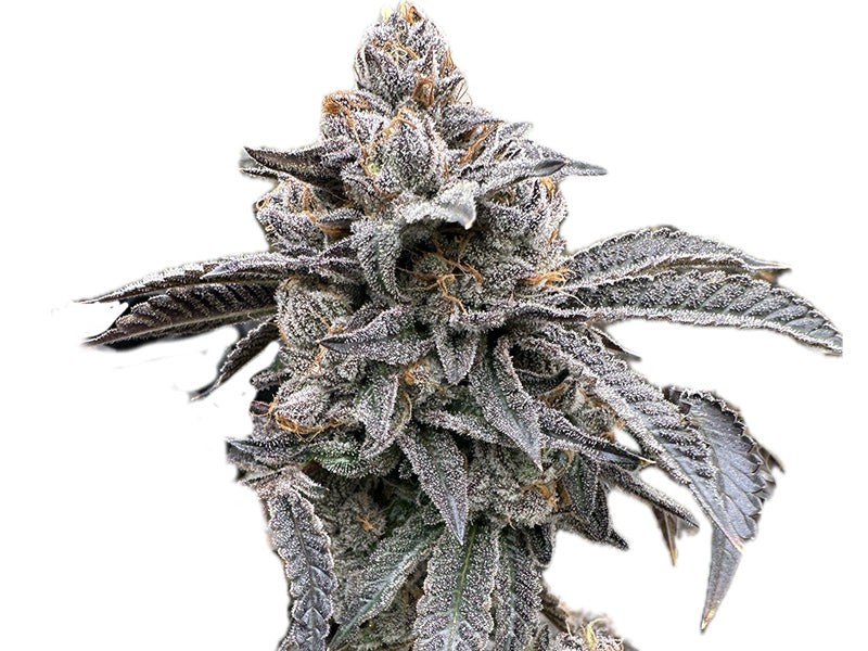 Super Lemon Cherry Clone – MASS Hydroponics