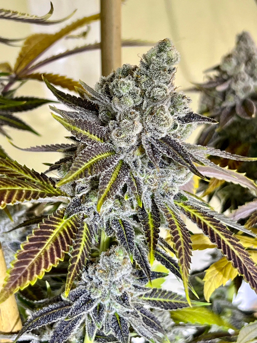 Strawberry Mango Haze Clone – MASS Hydroponics